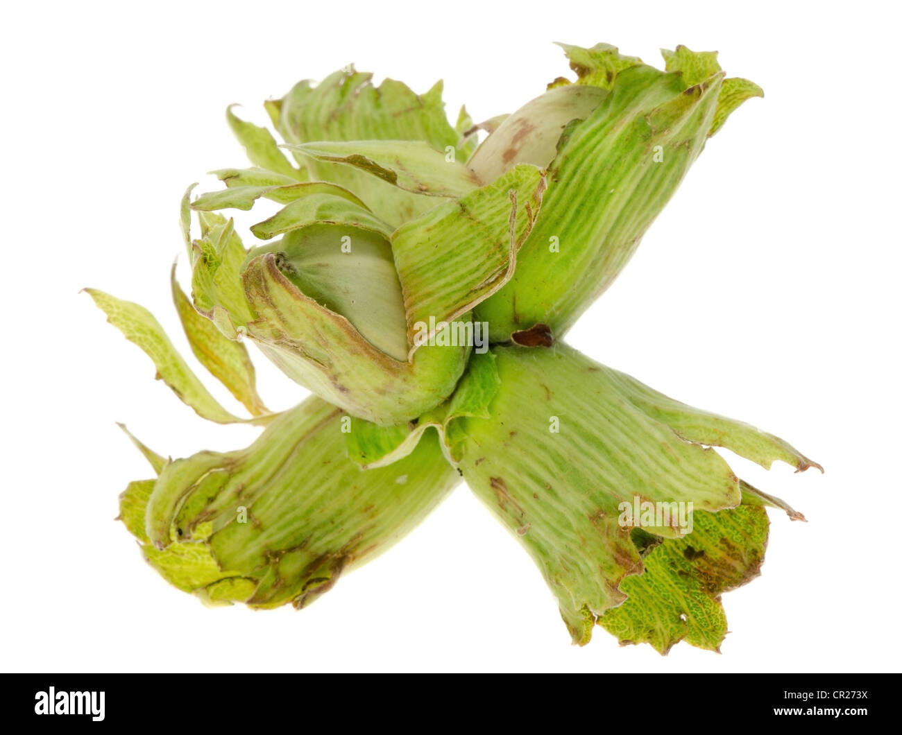 Fresh green hazelnuts in the shell. Isolated in the studio with a white ...
