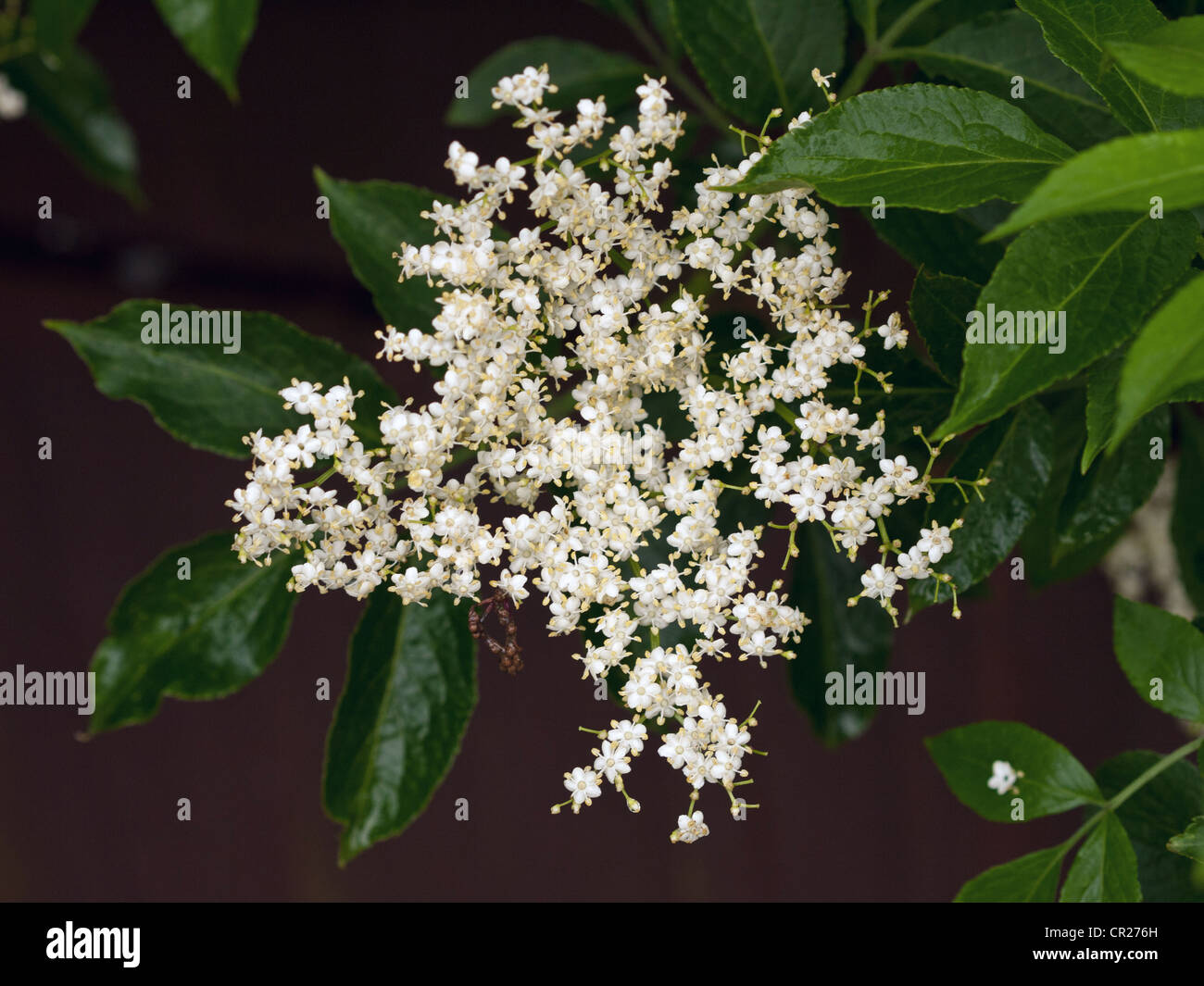Flower of an elder tree hi-res stock photography and images - Alamy