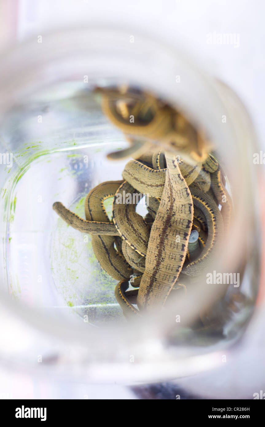 Leeches leech jar hi-res stock photography and images - Alamy