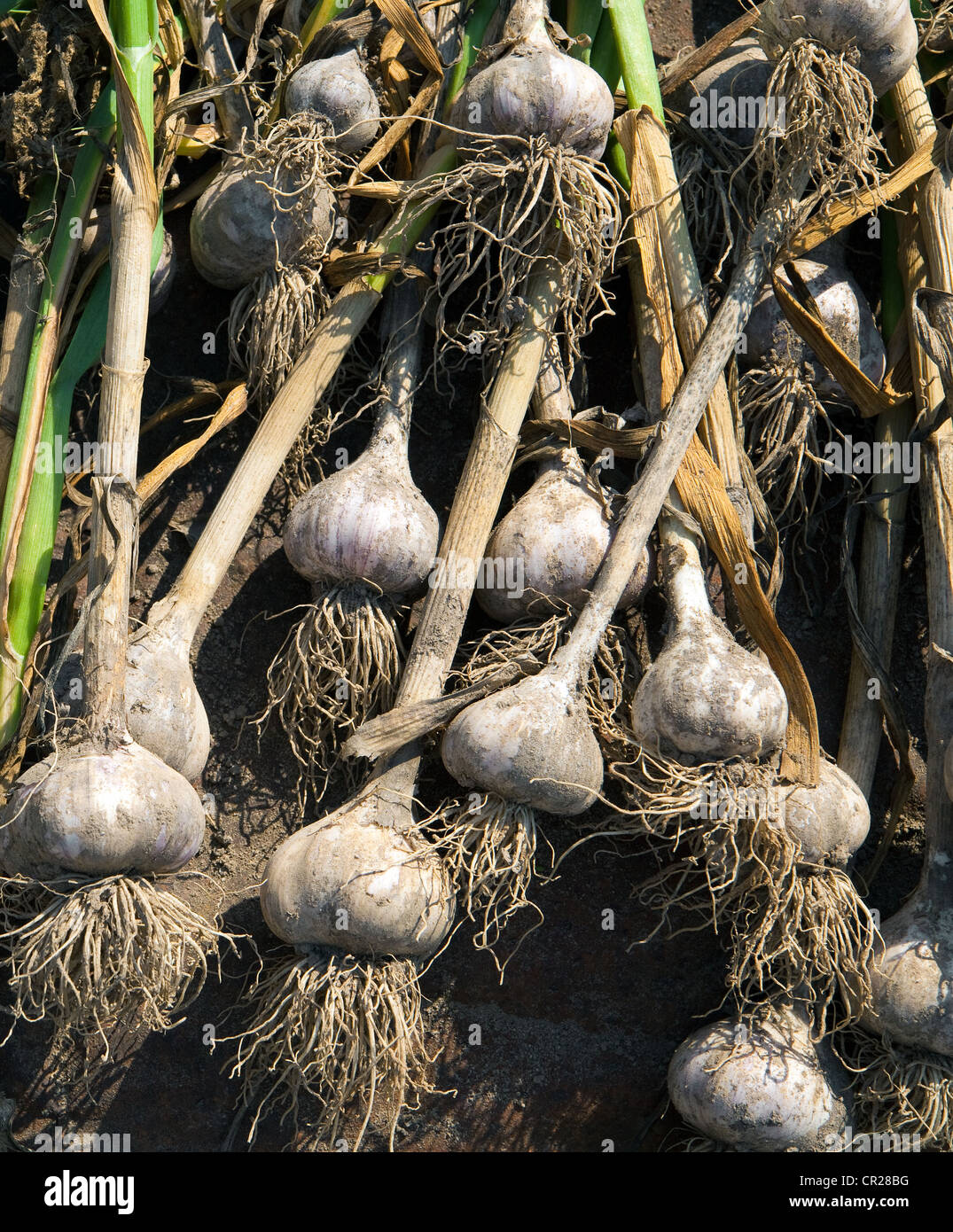 Bunch garlic ground hi-res stock photography and images - Alamy