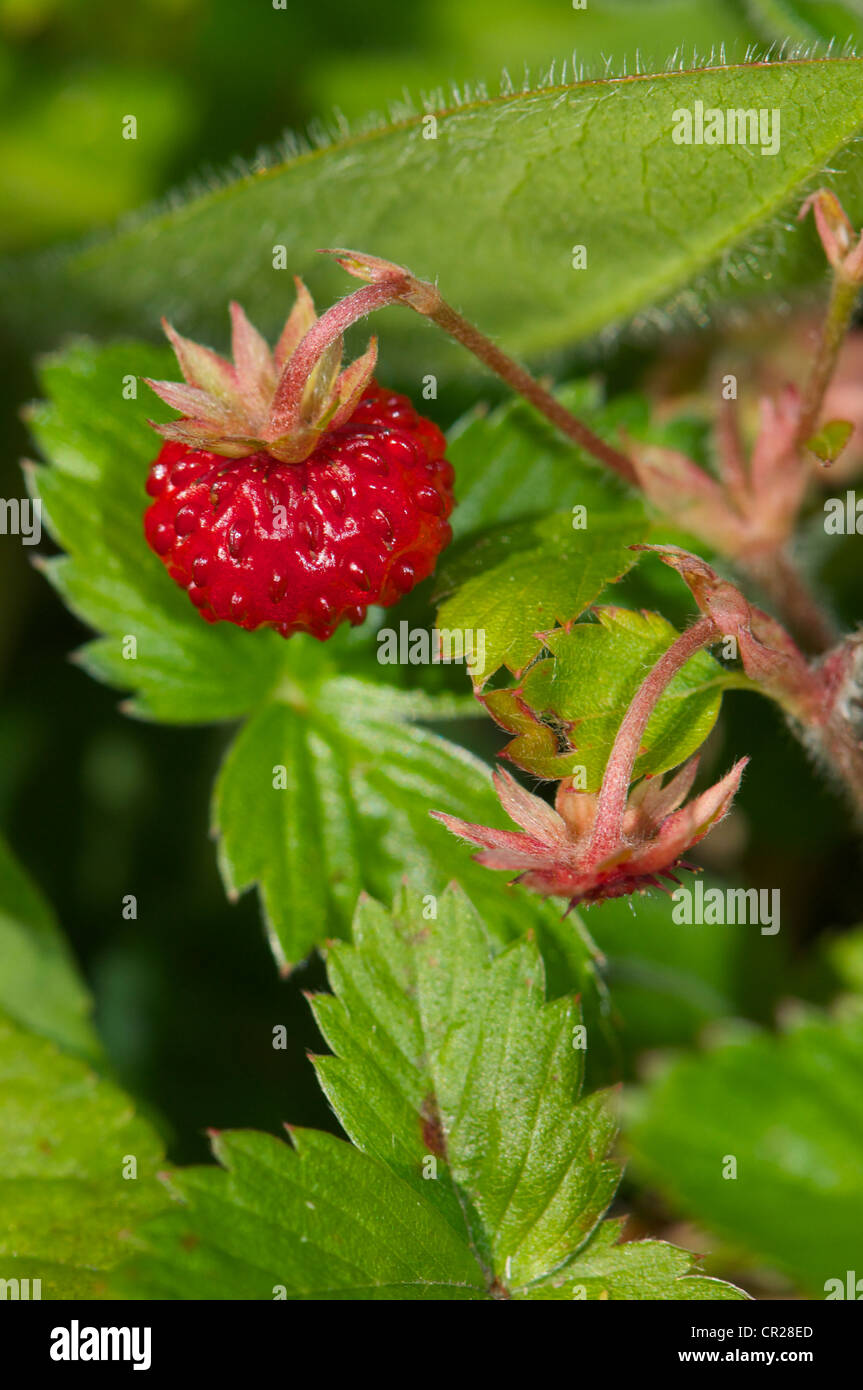 Fragaria vesca uk wild strawberry hi-res stock photography and images ...