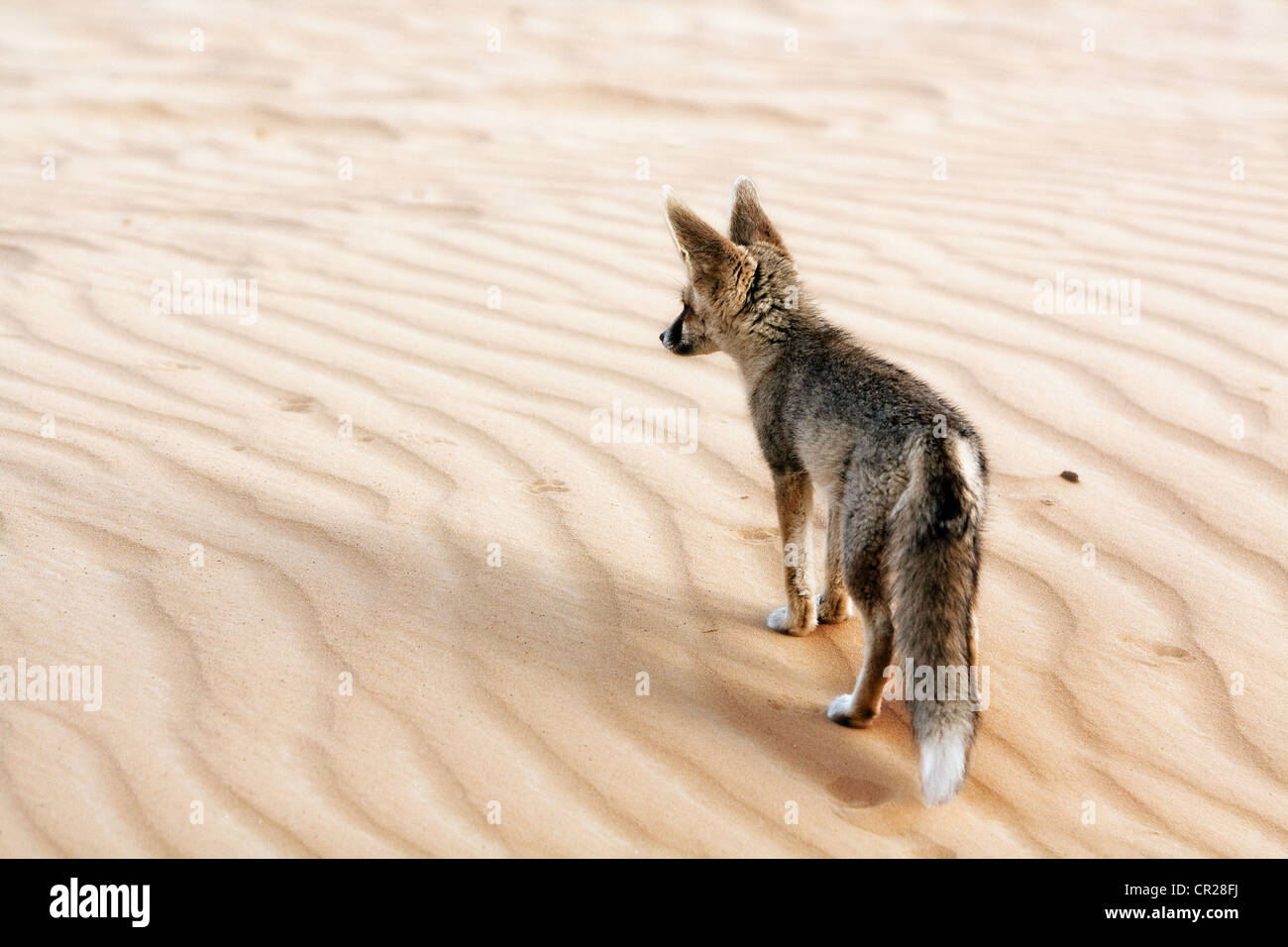 The desert fox hi-res stock photography and images - Alamy