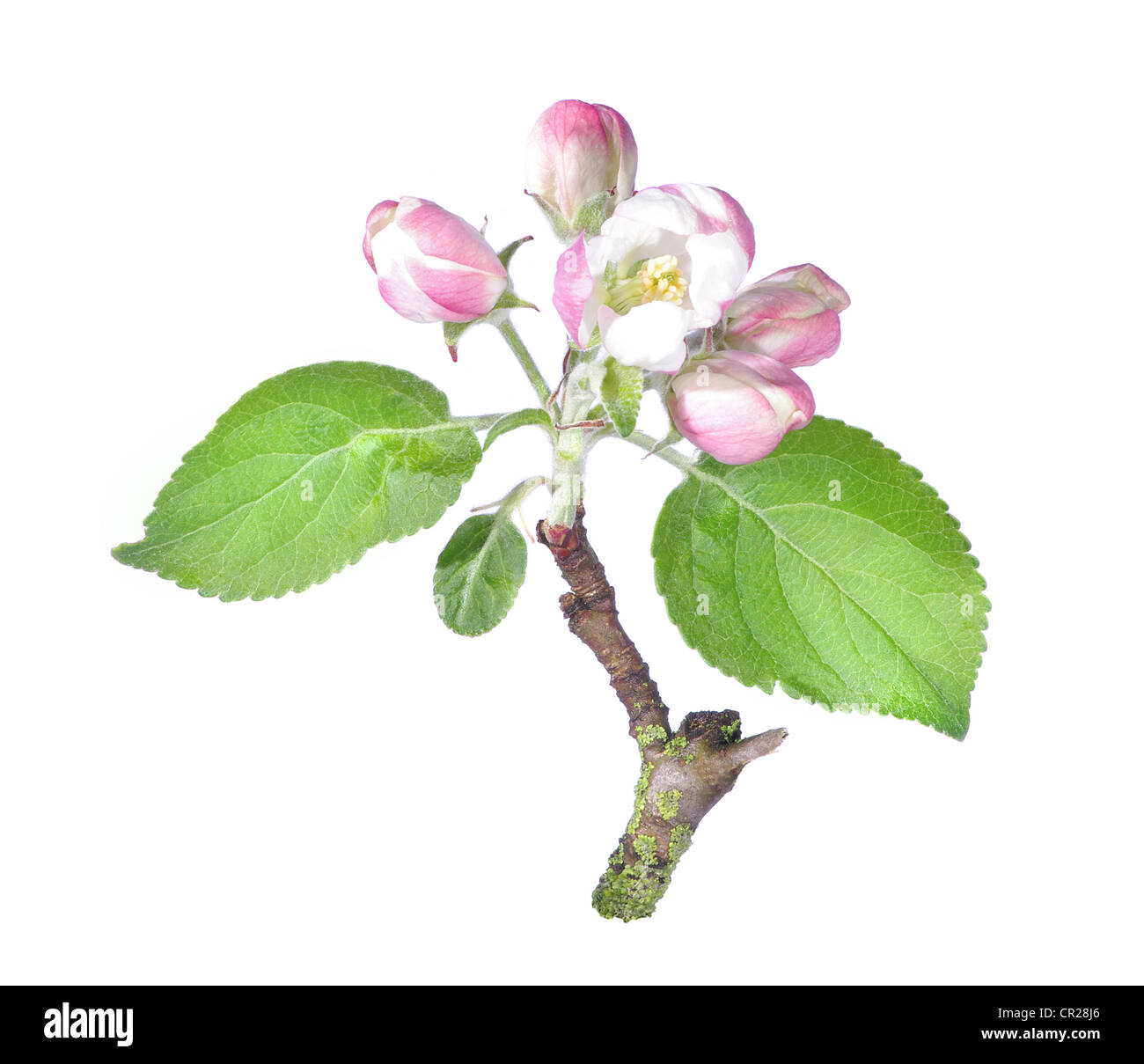 apple tree flower isolated on white Stock Photo - Alamy