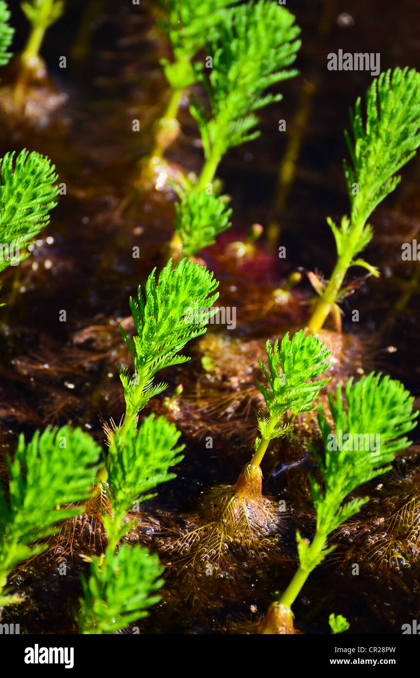 Food aquatic plants hi-res stock photography and images - Alamy
