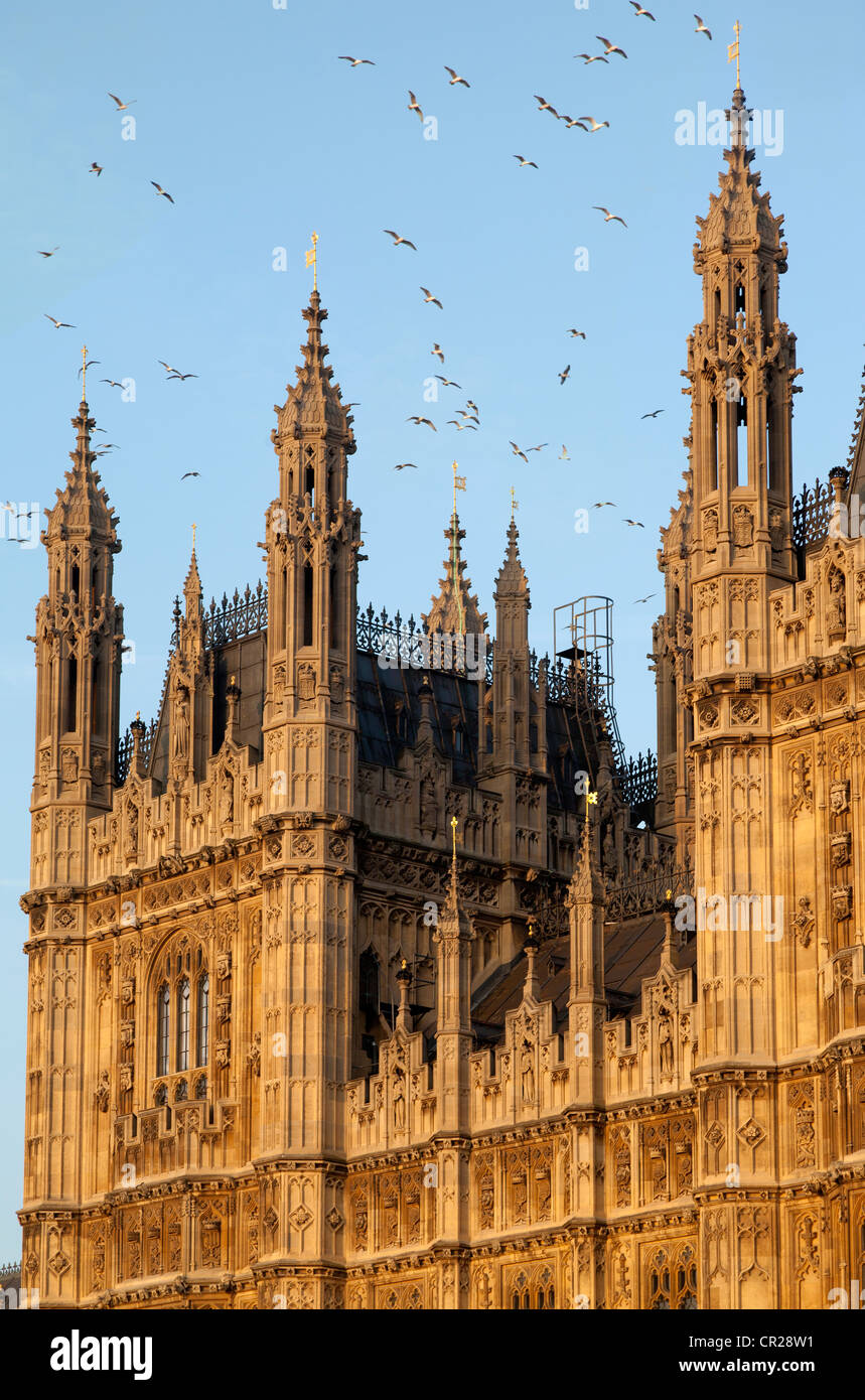 Immense flock of seagulls above the Palace of Westminster, early Stock ...