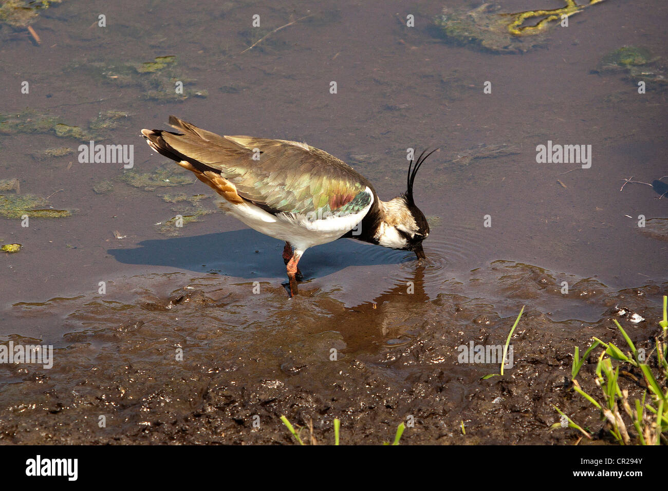 Green Plover Stock Photos & Green Plover Stock Images - Alamy