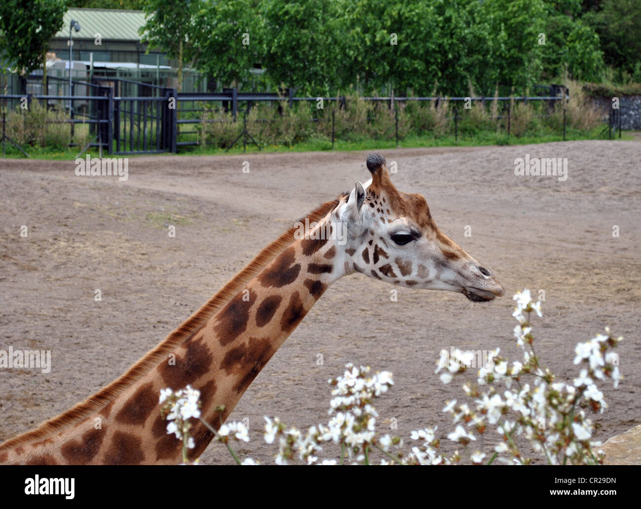 Beautiful female Giraffe Stock Photo - Alamy