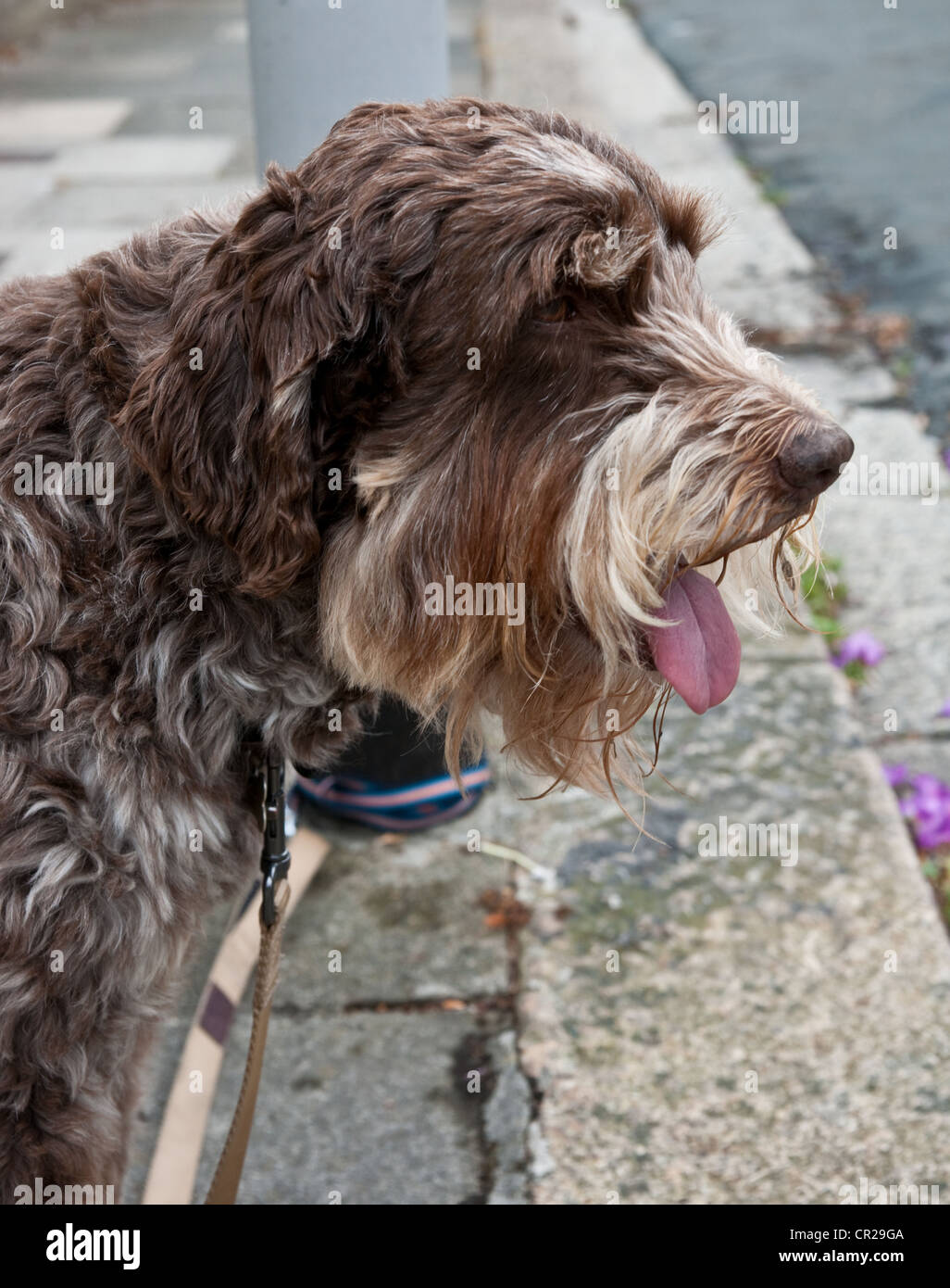 Tied to a lamppost hi-res stock photography and images - Alamy