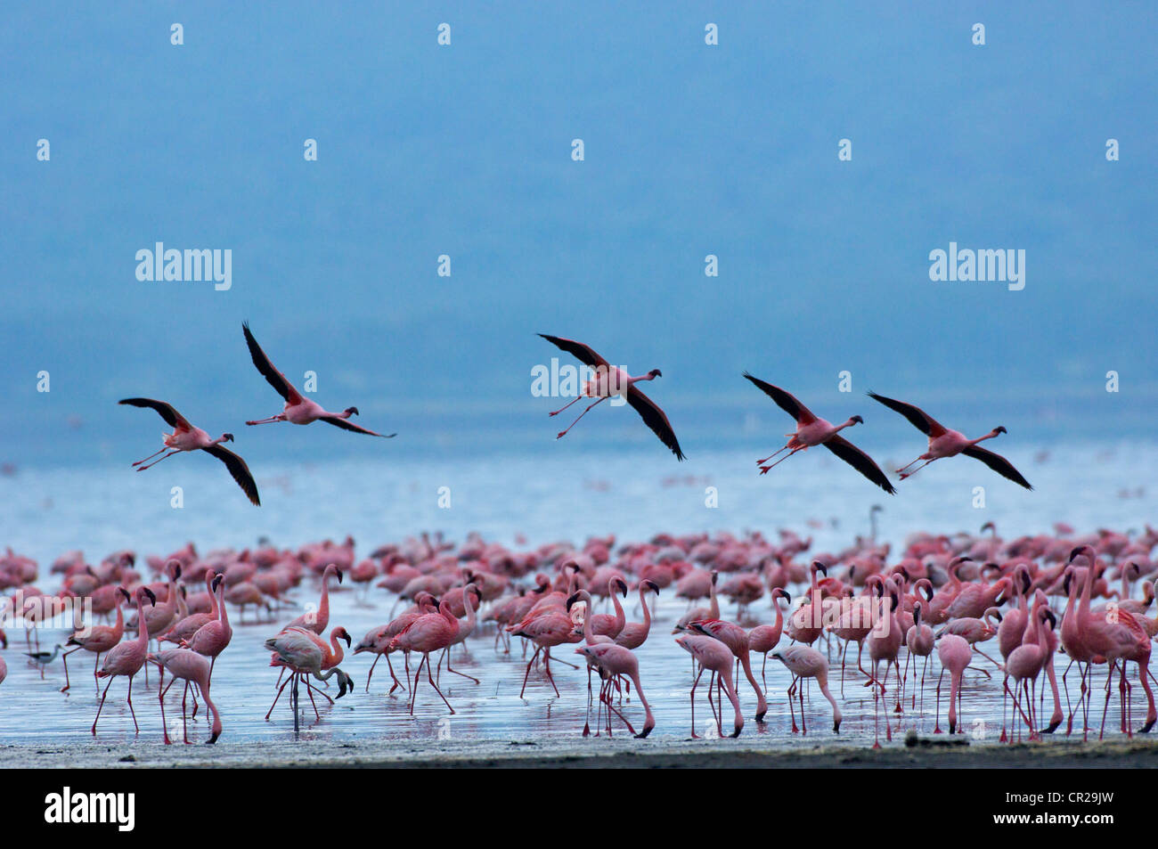 Lesser Flamingo (Phoenicopterus minor) Five individuals flying over a ...