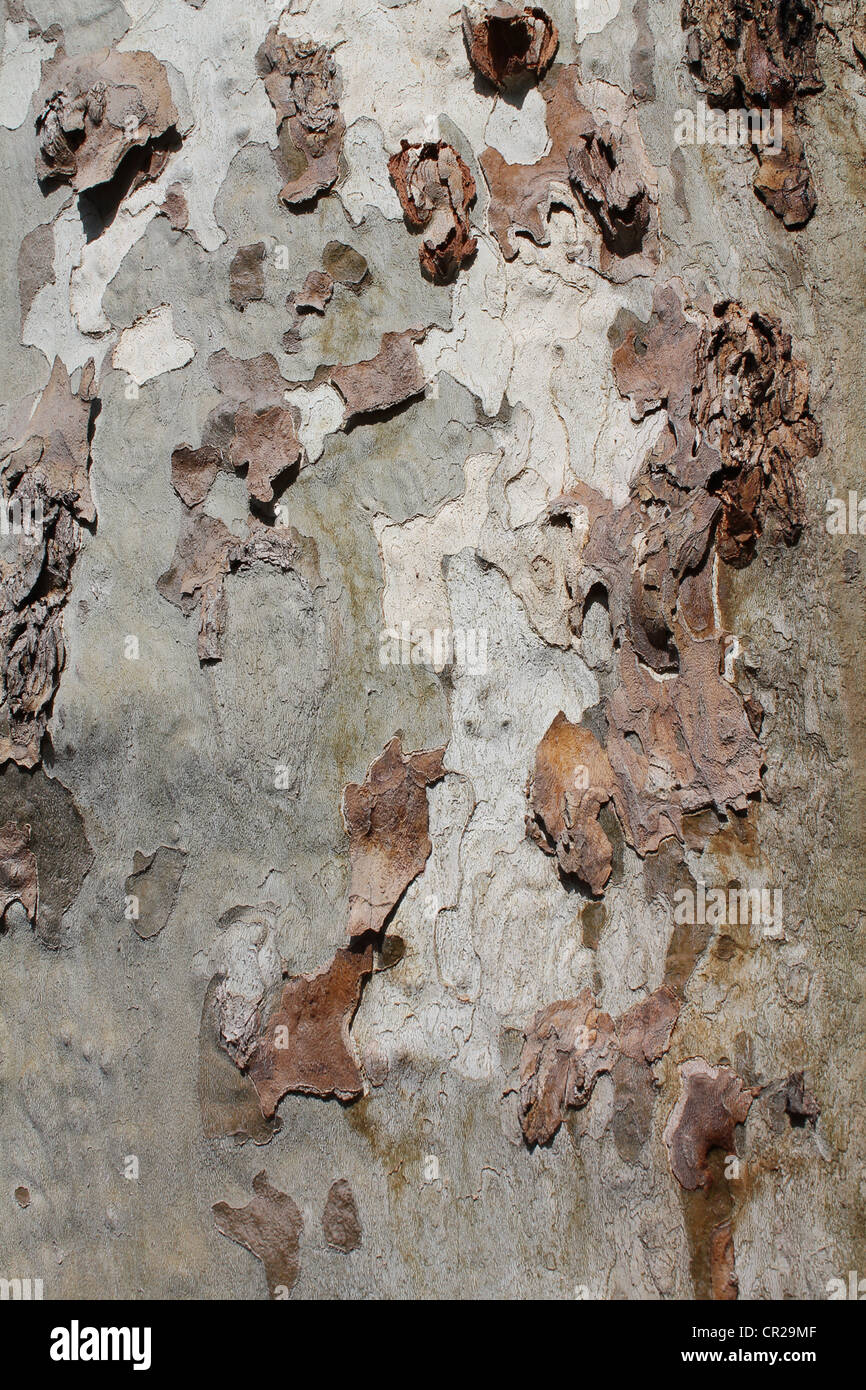 abstract close up of a Madeiran tree's bark pattern and texture Stock ...