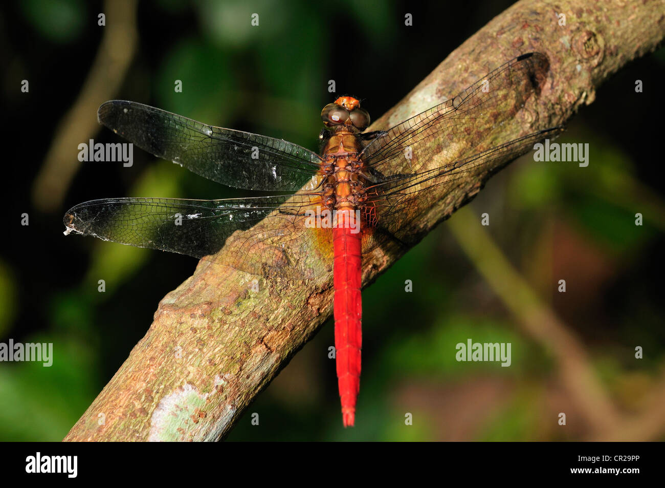 Dragonfly Neurothemis terminata, Libellulidae, Odonata, Ubud Monkey ...