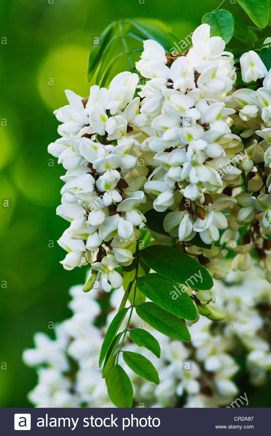 Black Locust Tree Stock Photos & Black Locust Tree Stock Images - Alamy