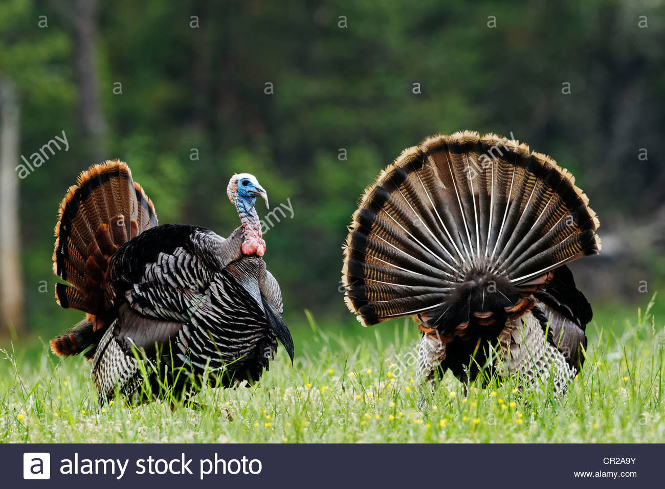 Struting Stock Photos & Struting Stock Images - Alamy