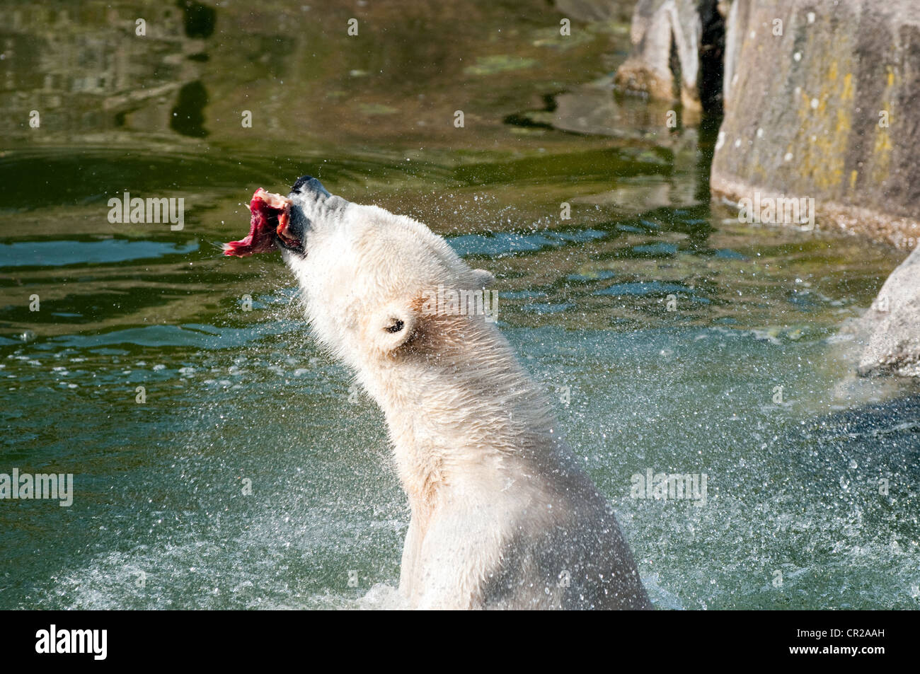 Polar white bear eat meat at the Berlin Zoological Garden Stock Photo ...