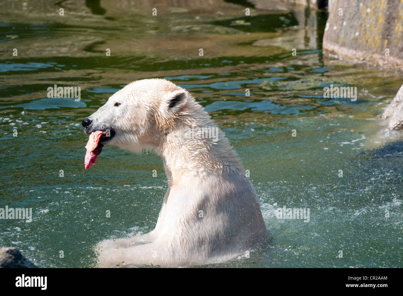 Polar white bear eat meat at the Berlin Zoological Garden Stock Photo ...