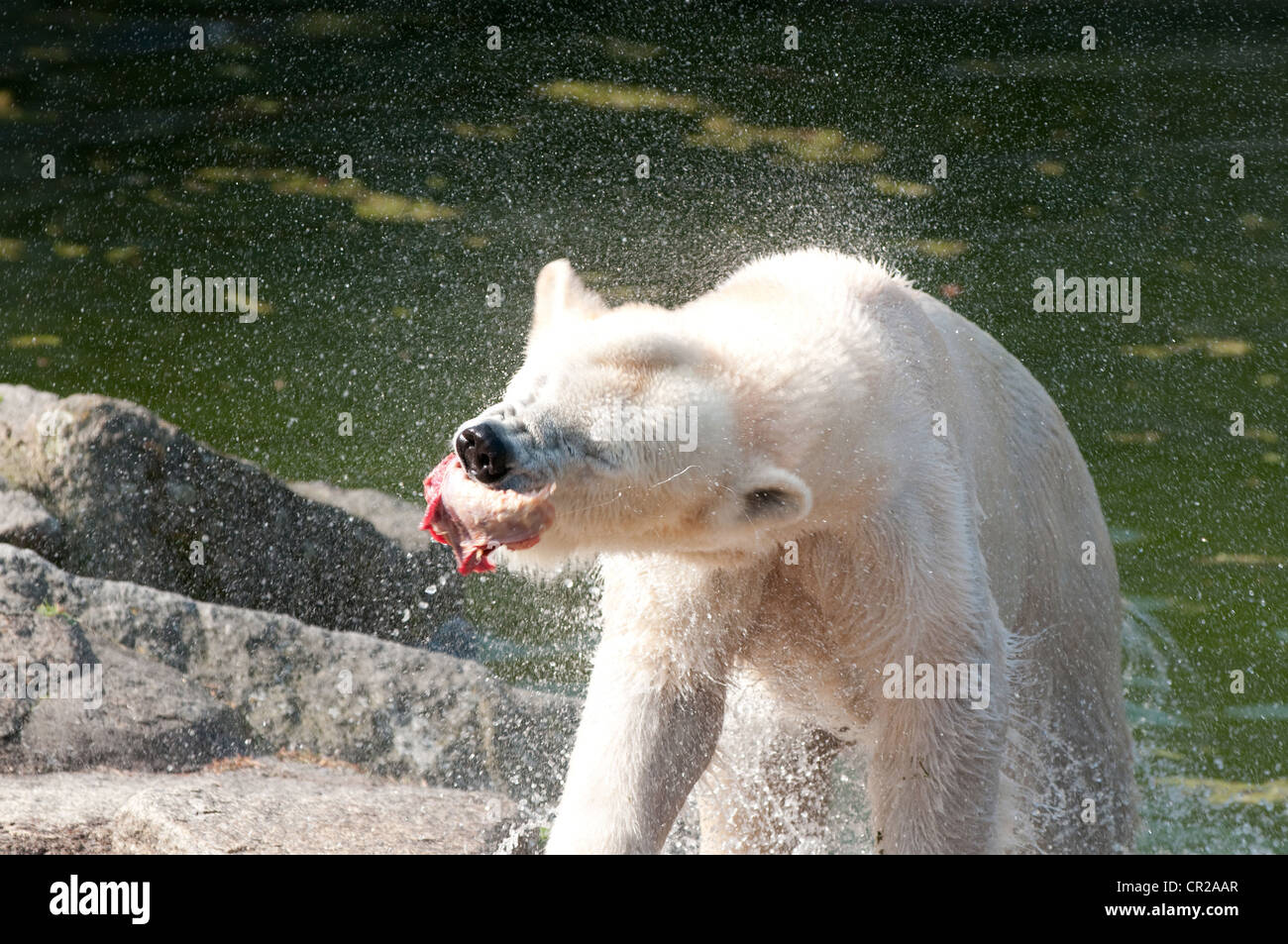 Polar white bear eat meat at the Berlin Zoological Garden Stock Photo ...