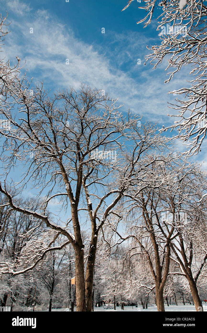 Snowbound trees hi-res stock photography and images - Alamy