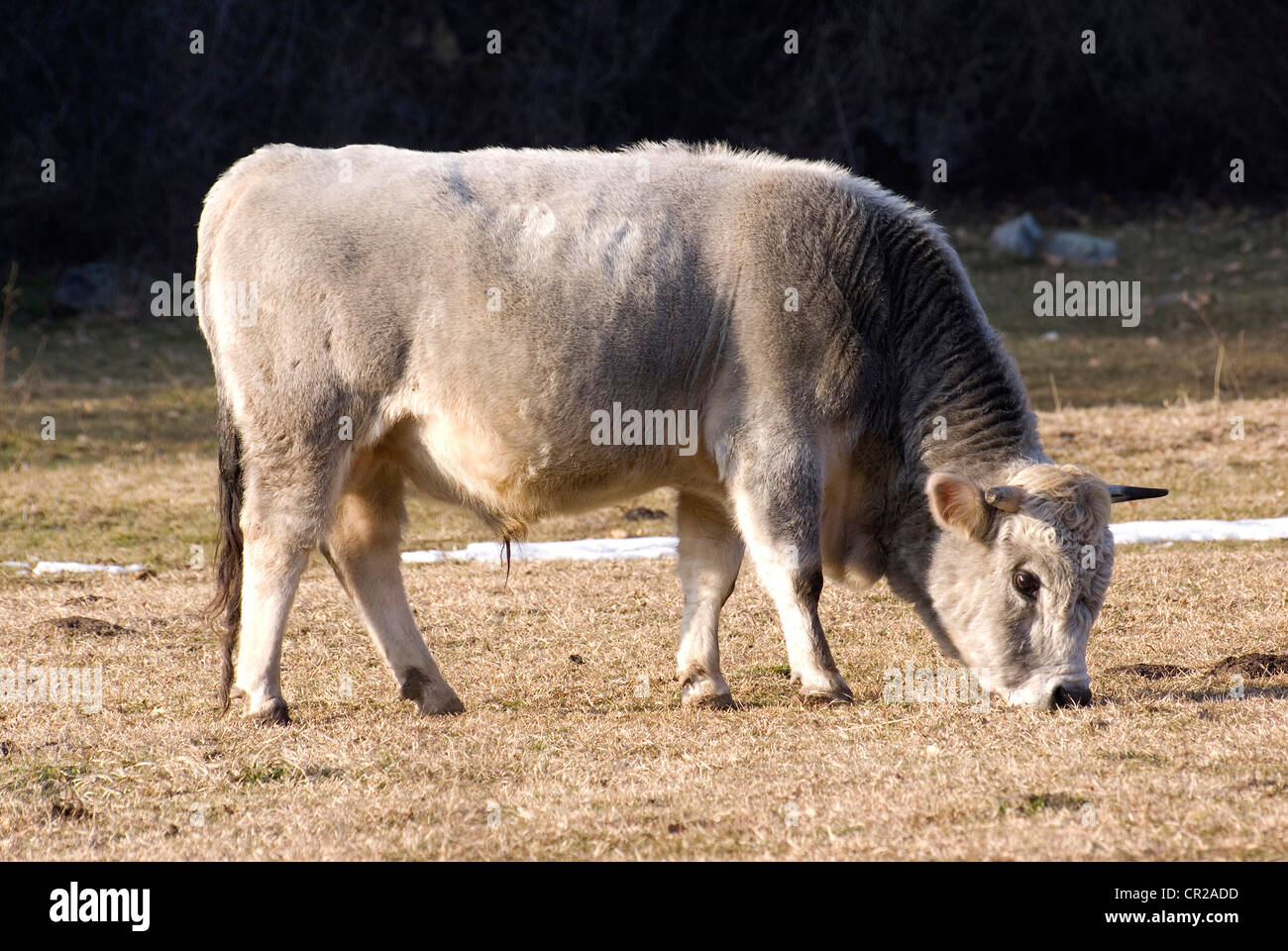 Bull animal hi-res stock photography and images - Alamy