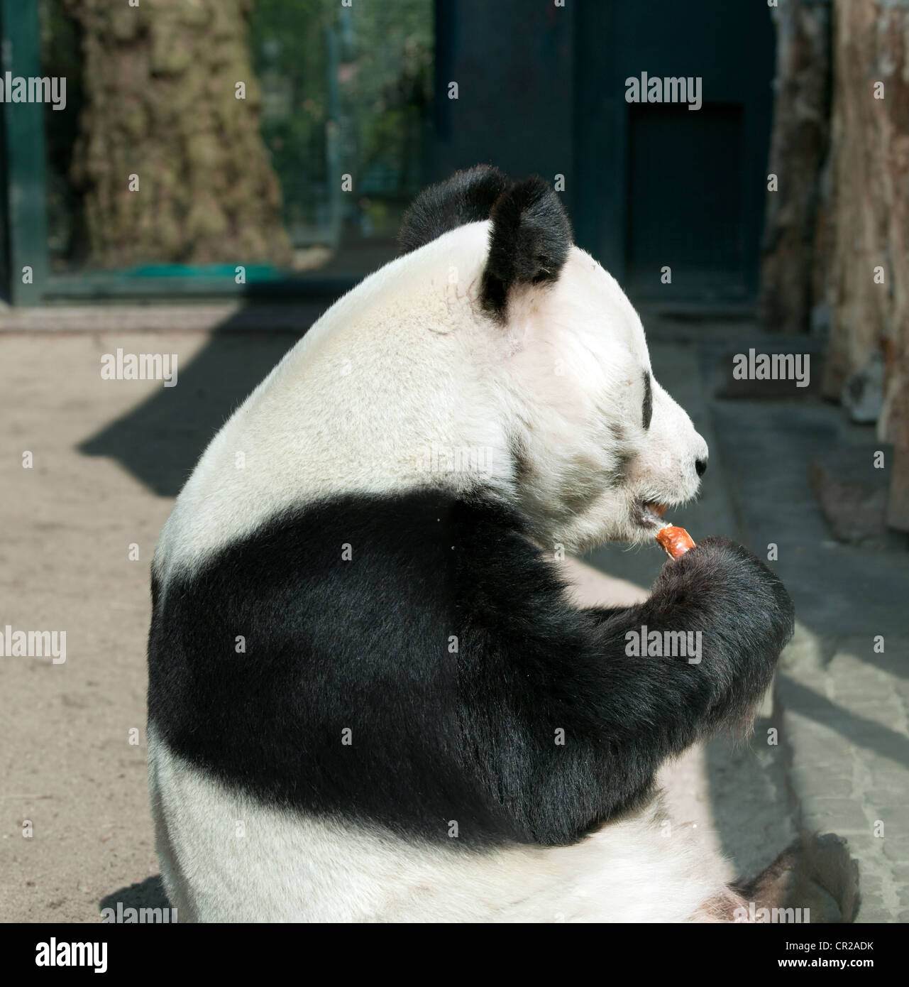 Panda in Berlin Zoological Garden Stock Photo - Alamy
