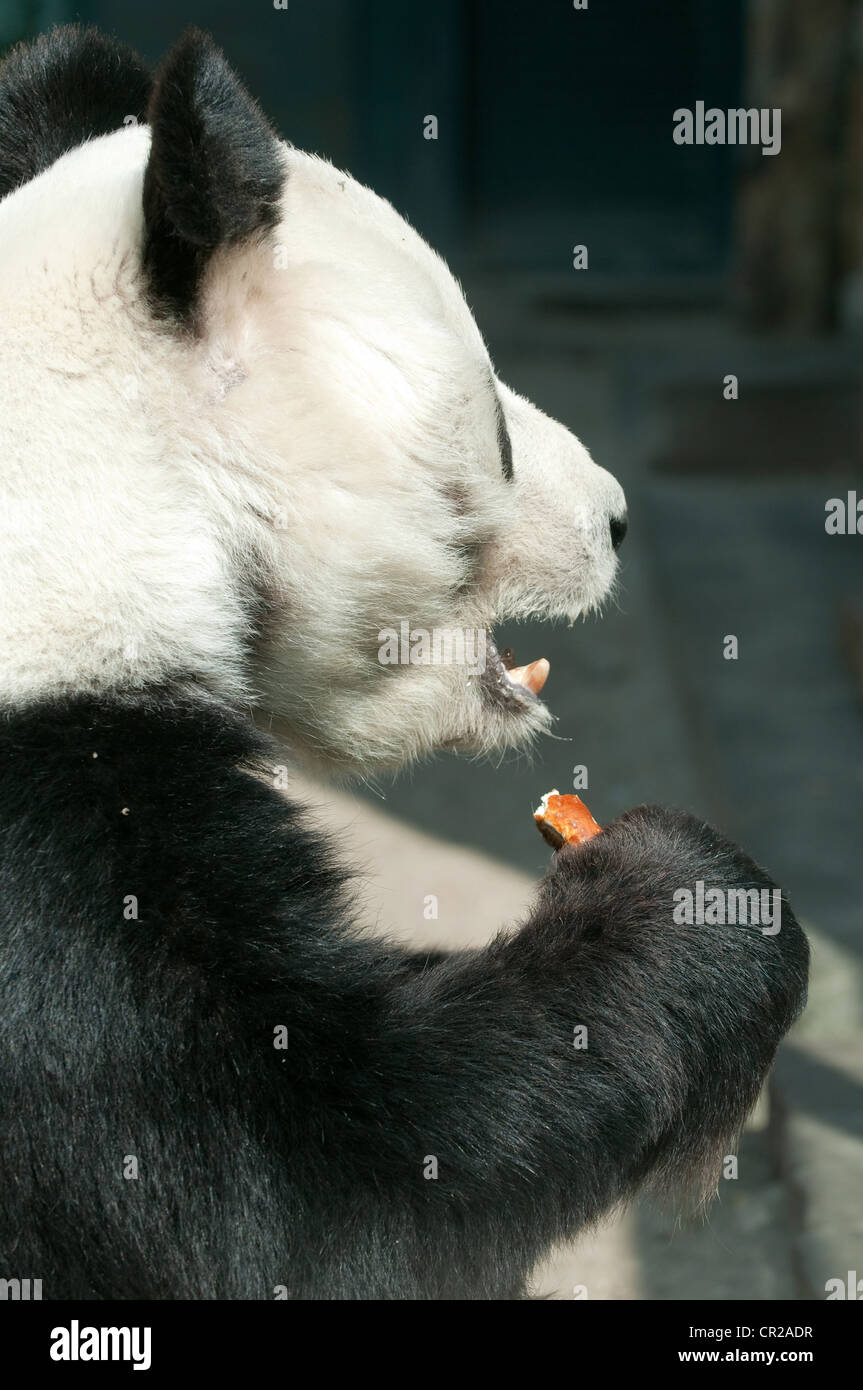 Panda in Berlin Zoological Garden Stock Photo - Alamy