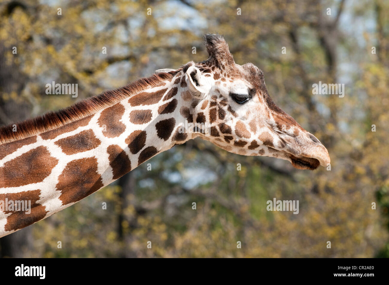 African giraffe in Berlin Zoo Stock Photo - Alamy