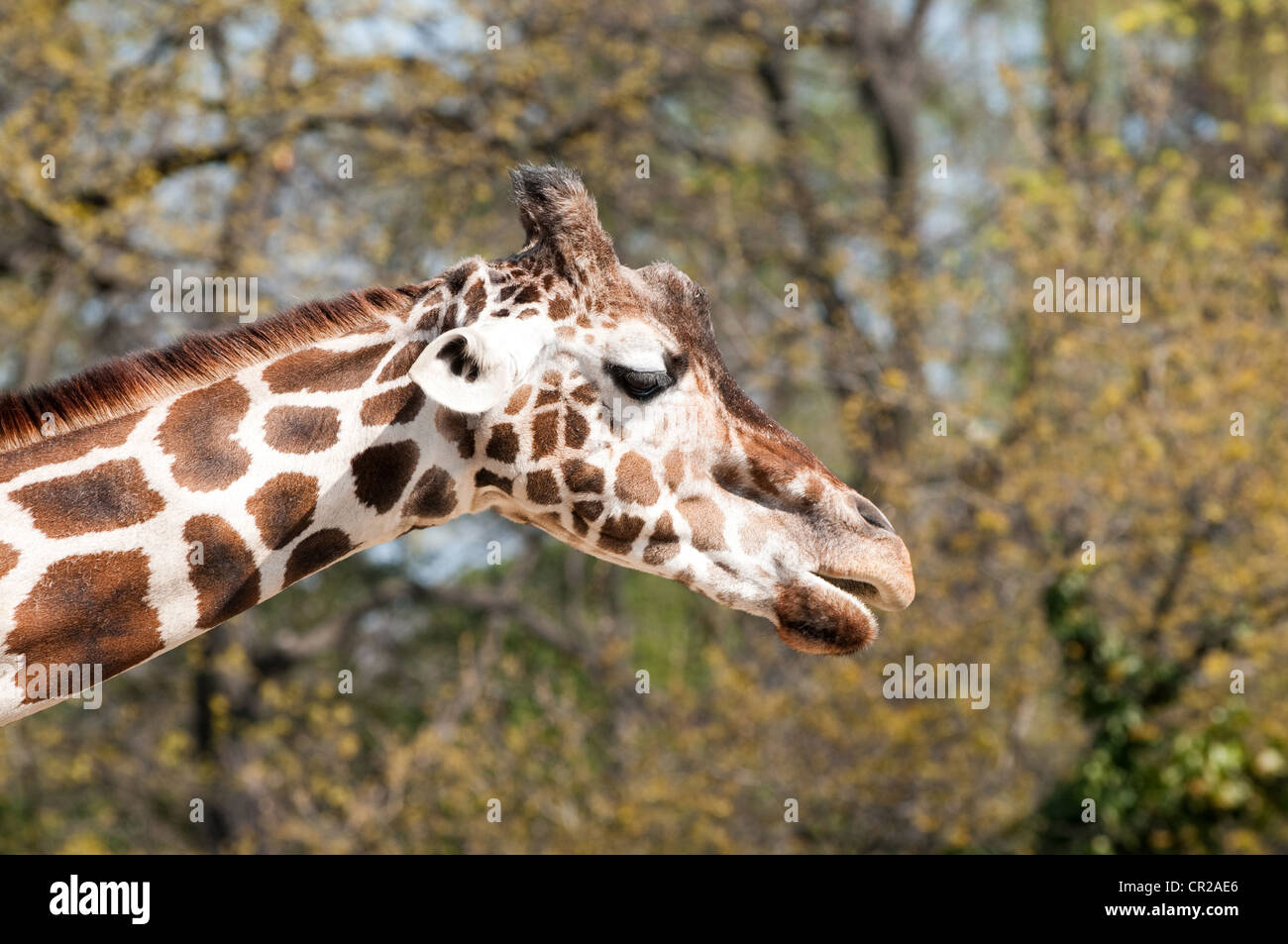 Berlin zoo giraffe hi-res stock photography and images - Alamy