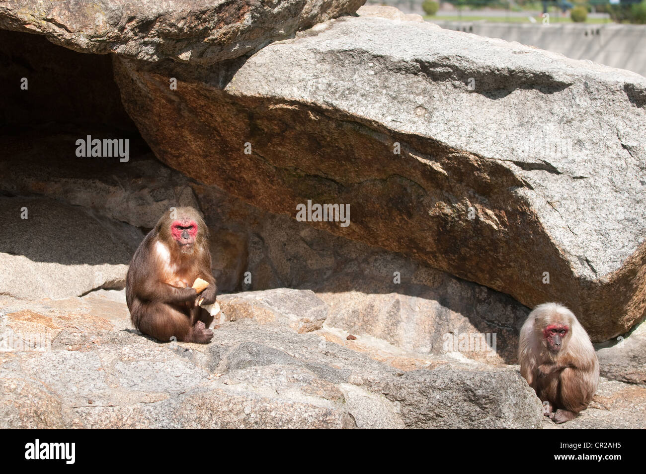 Monkey in Berlin Zoological Garden Stock Photo - Alamy