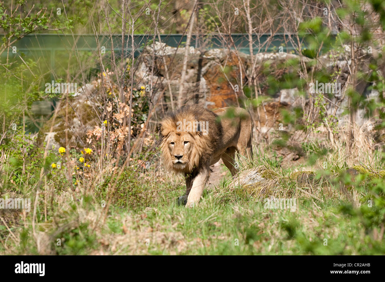 Lion in Berlin Zoological Garden Stock Photo - Alamy