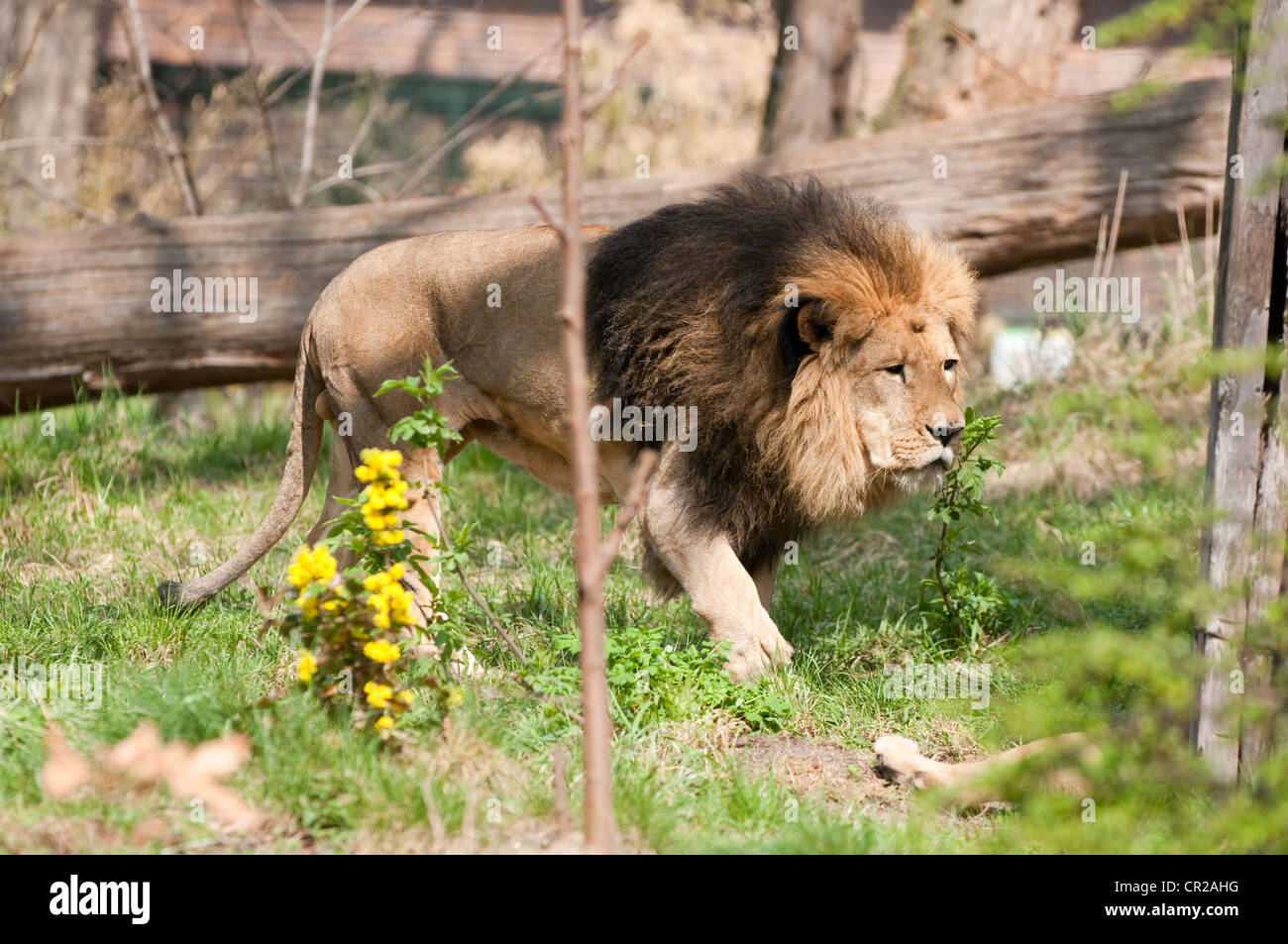 Lion in Berlin Zoological Garden Stock Photo - Alamy