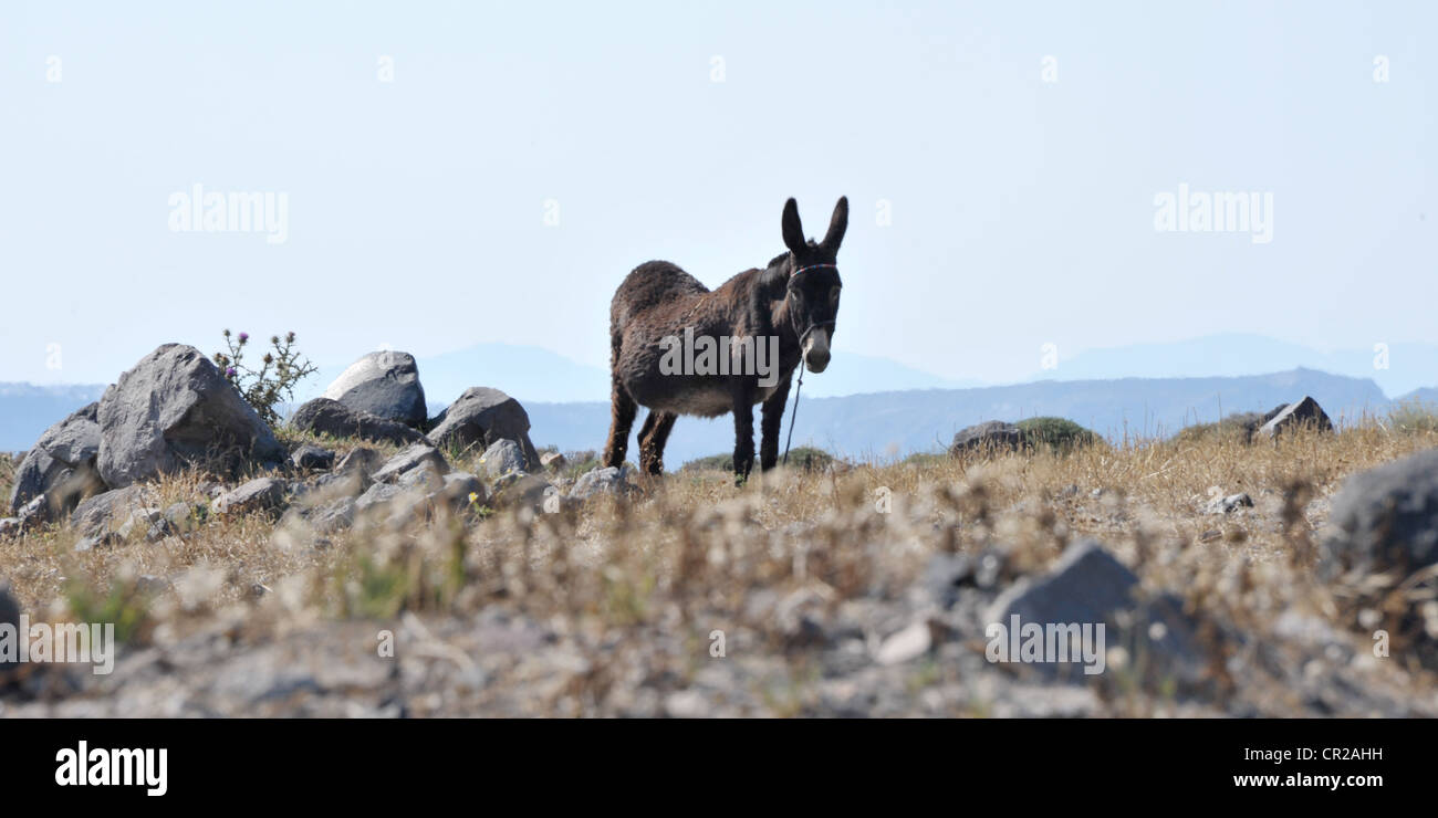 Donkey peru hi-res stock photography and images - Alamy