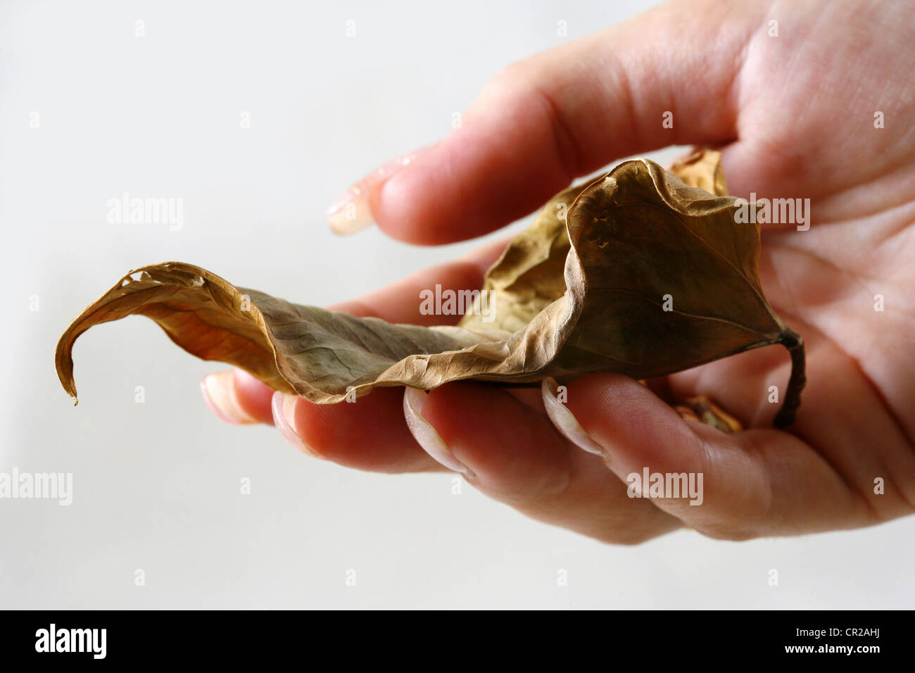Withered hand solo hi-res stock photography and images - Alamy