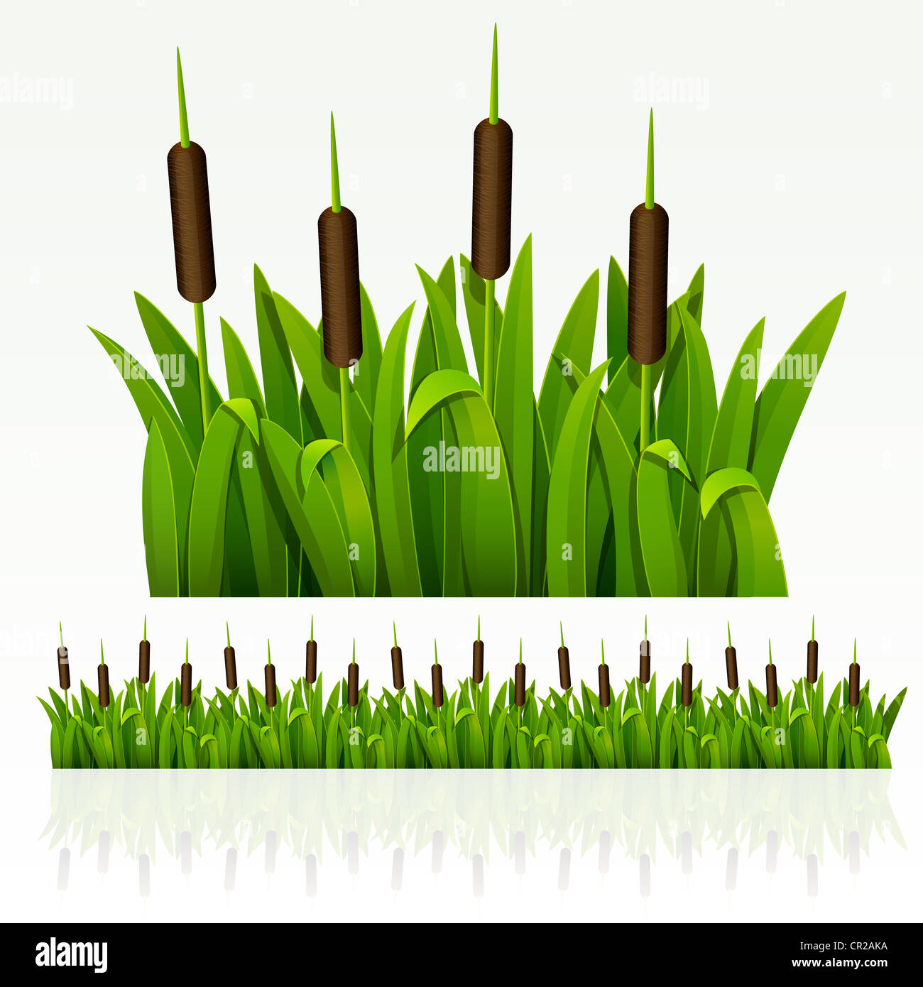 Grass green border from reed Stock Photo - Alamy
