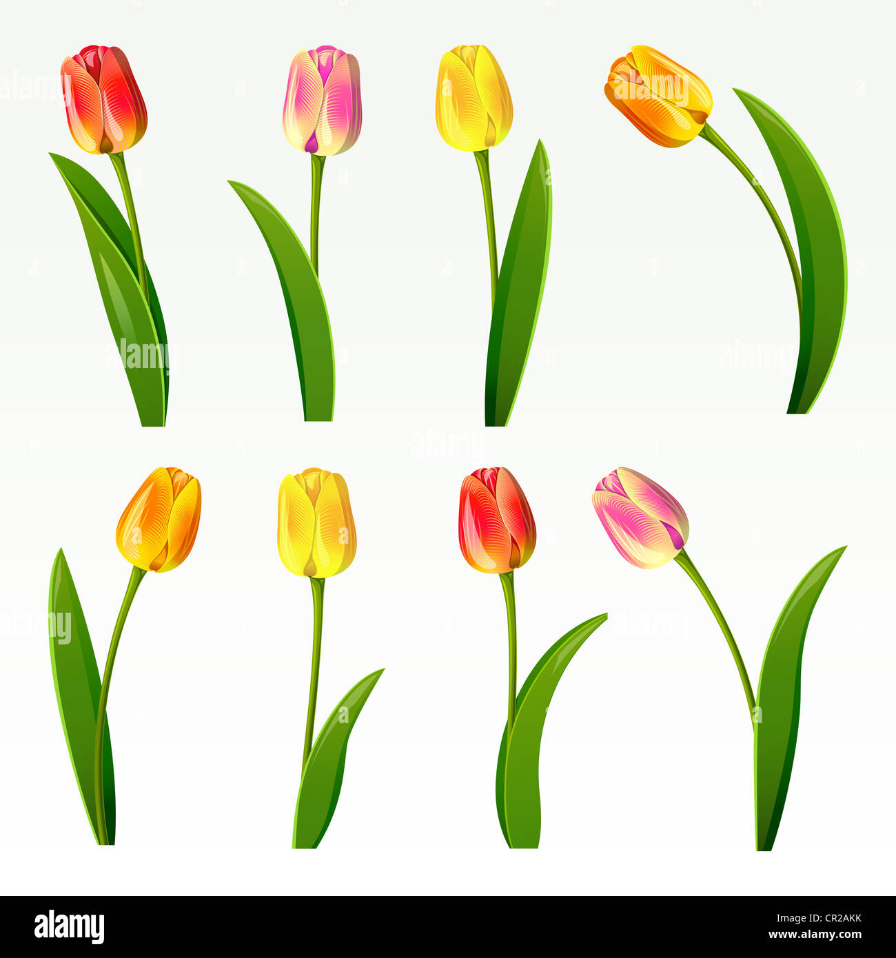 Set from eight tulips on a white background Stock Photo - Alamy