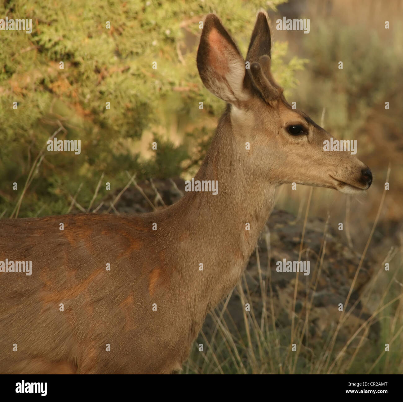 Live deer hi-res stock photography and images - Alamy