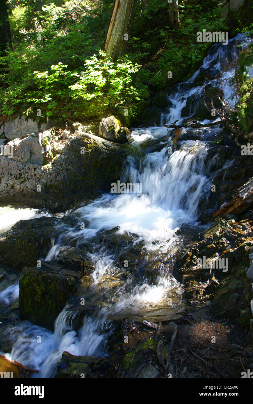 Waterfalls in conifer forest, blurred, Snoqualmie Pass, North Cascades ...