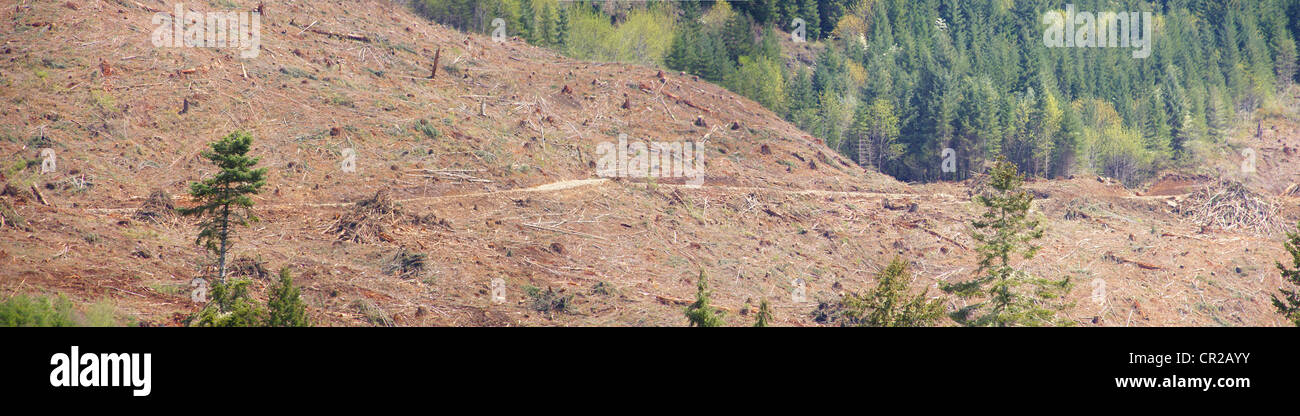 Panorama - Clear cut logging slope, just outside Willamette National ...