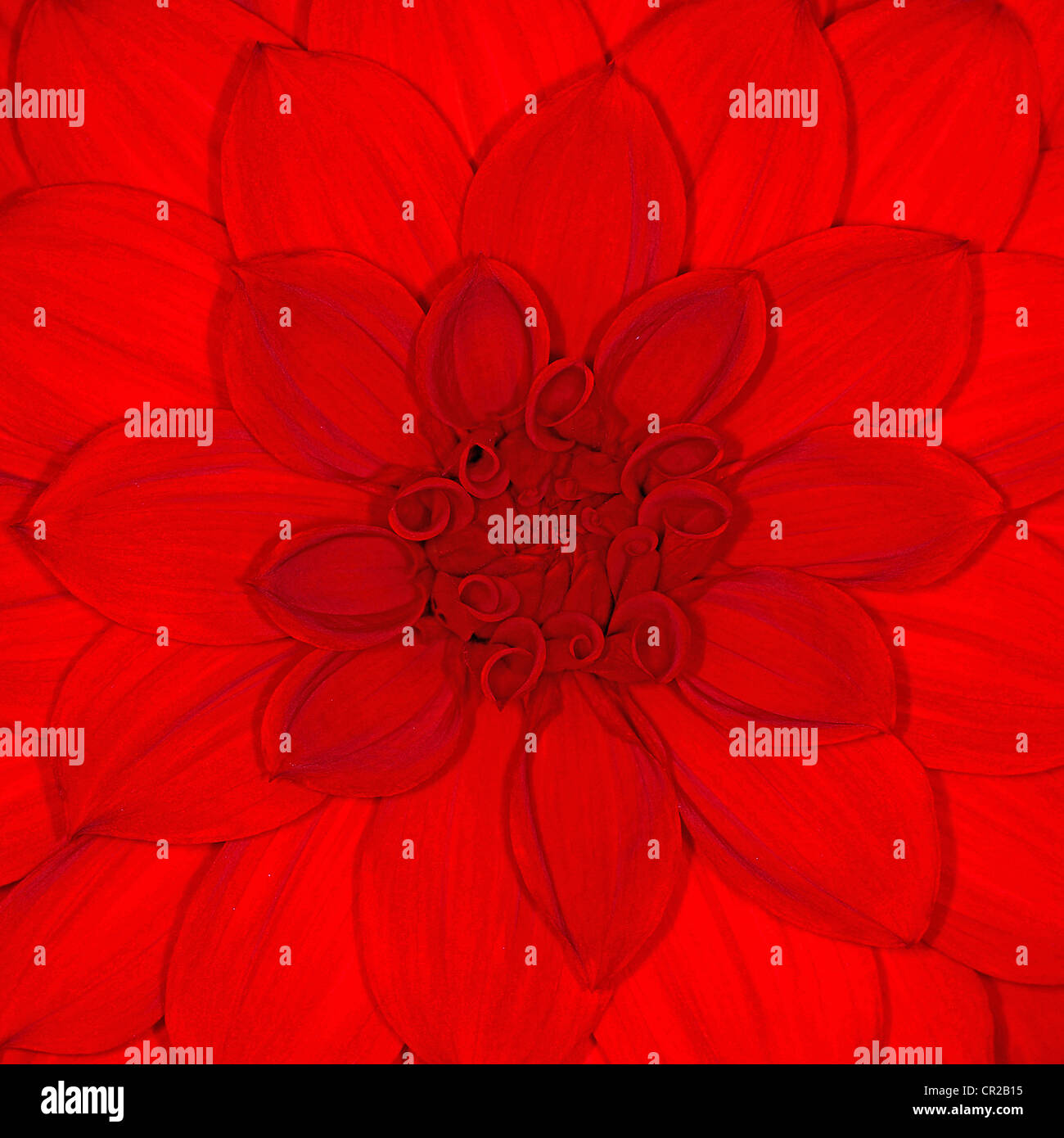 Dahlia deep red flower hi-res stock photography and images - Alamy