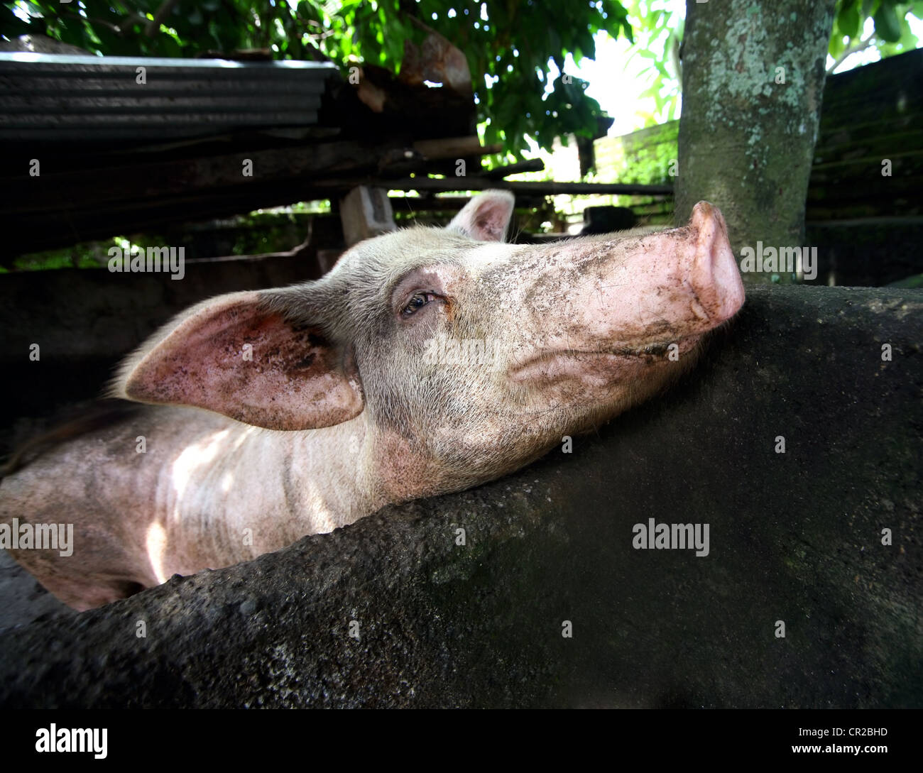 Dirty the pig in a shelter Stock Photo - Alamy