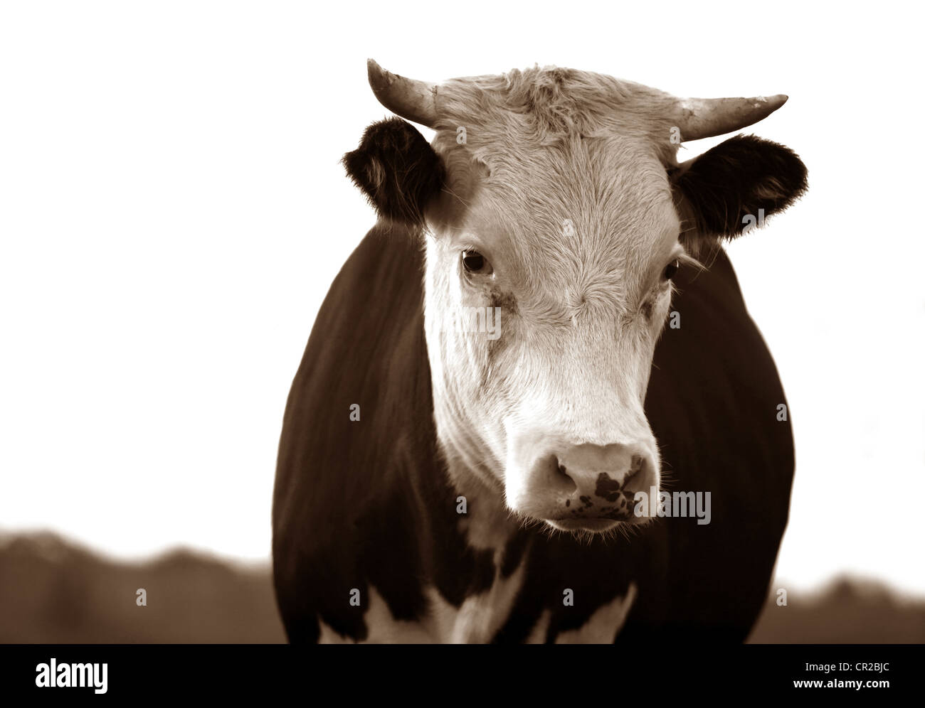 Portrait sad the cow isolated on a white background Stock Photo - Alamy