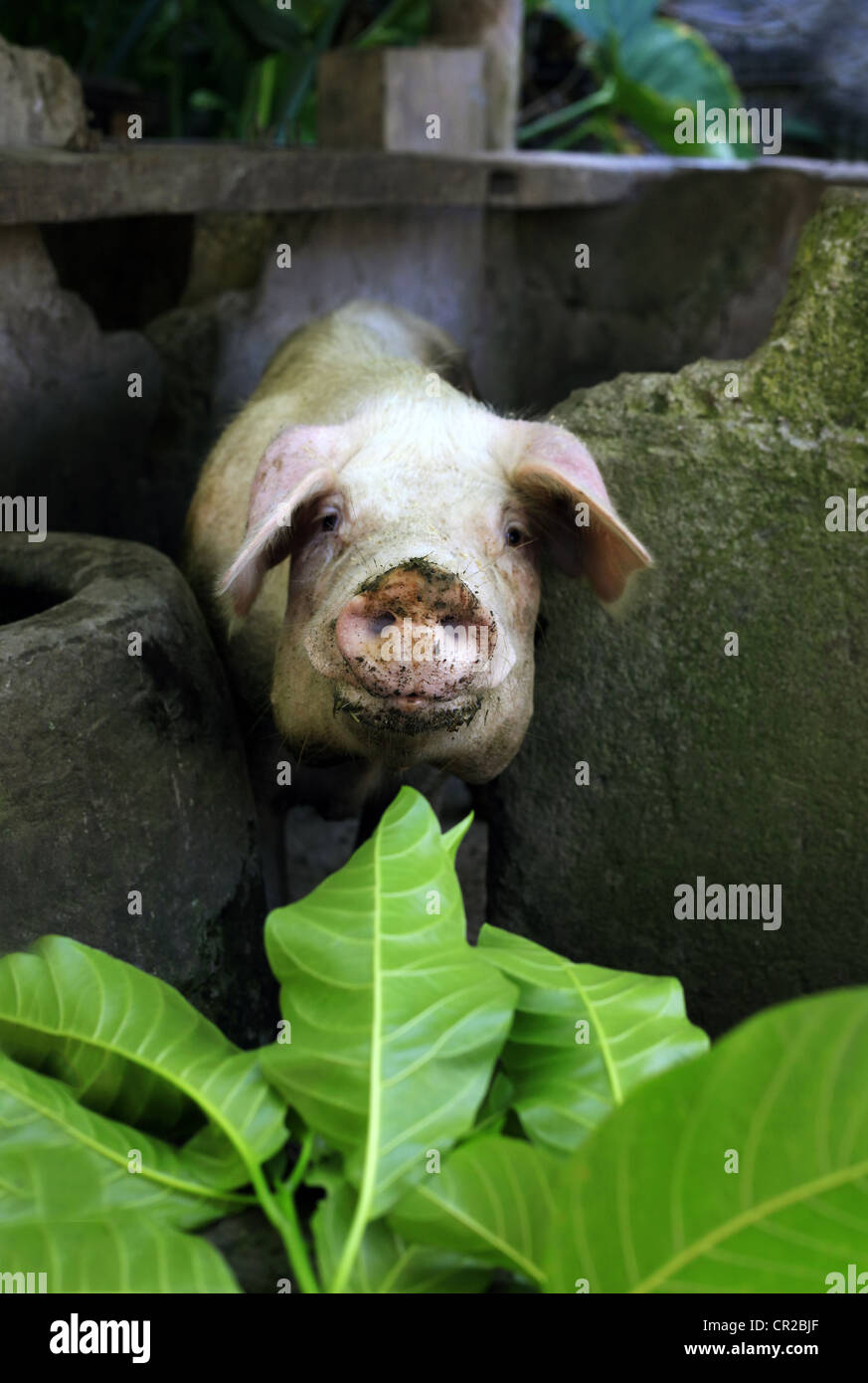 Curious pig with a dirty nose in a shelter Stock Photo - Alamy