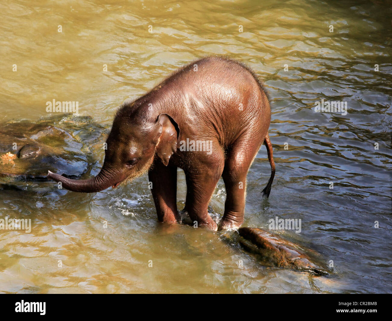Elephant child hi-res stock photography and images - Alamy