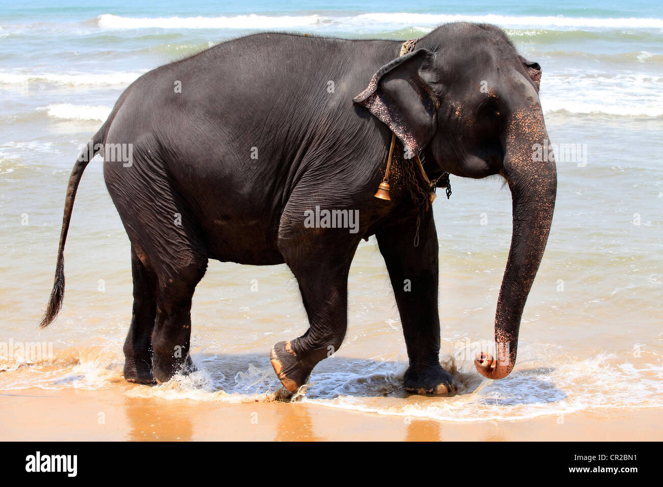 The elephant on the beach. Sri Lanka (Ceylon Stock Photo - Alamy