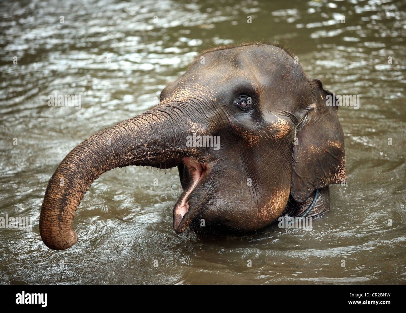 The elephant bathes in water Stock Photo - Alamy