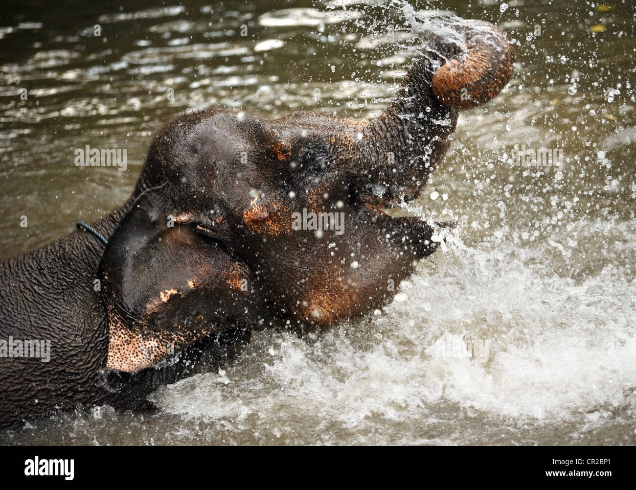The elephant bathes in water Stock Photo - Alamy