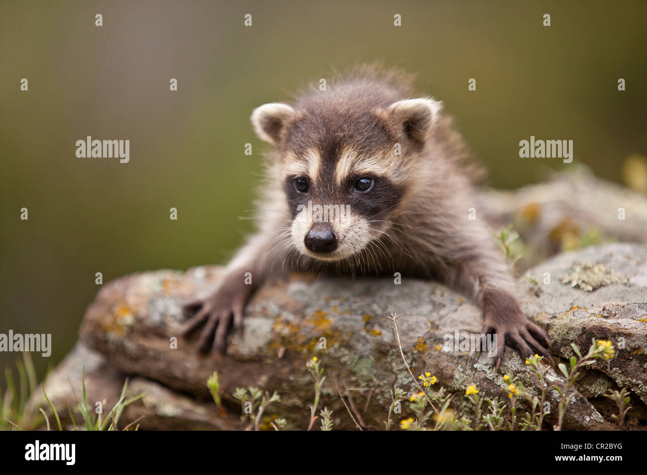 Raccoon baby hi-res stock photography and images - Alamy