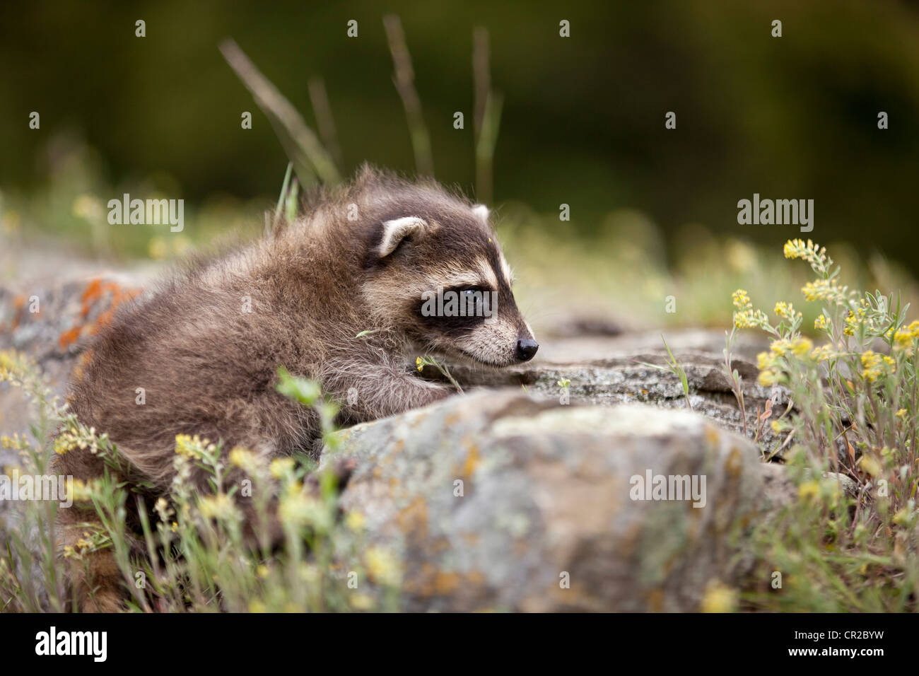 Raccoon baby hi-res stock photography and images - Alamy