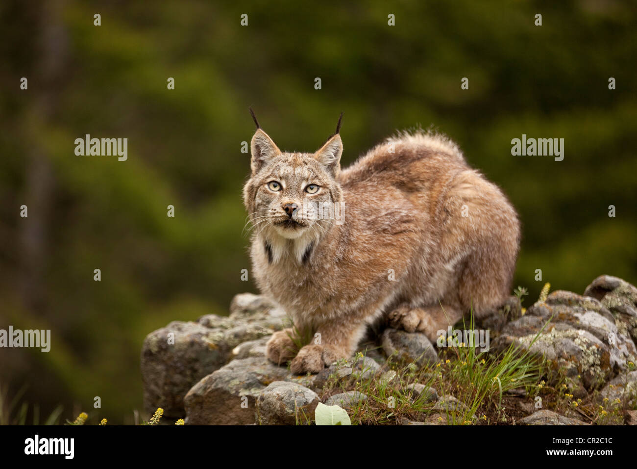 Lynx canadensis canadensis hi-res stock photography and images - Alamy