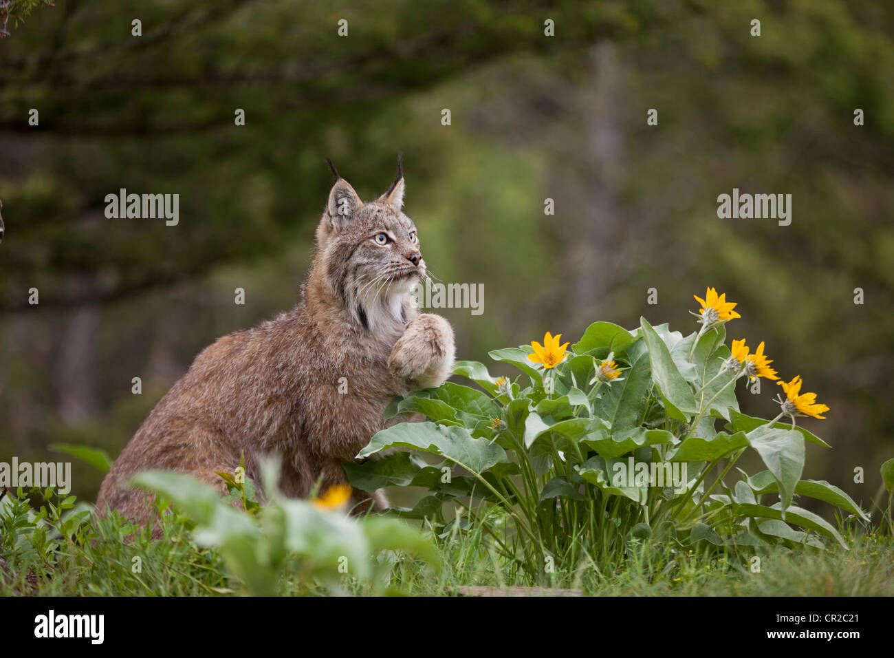 Lynx flower hi-res stock photography and images - Alamy