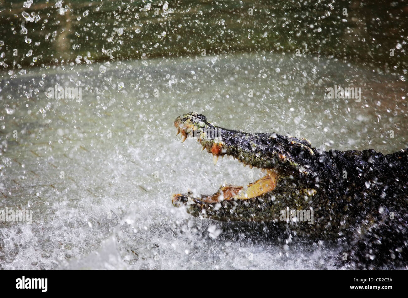 Crocodiles In Thailand High Resolution Stock Photography and Images - Alamy