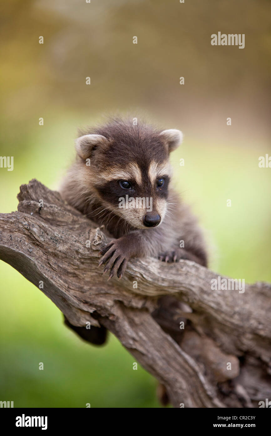 Baby raccoon on top of tree branch looking to the right Stock Photo - Alamy